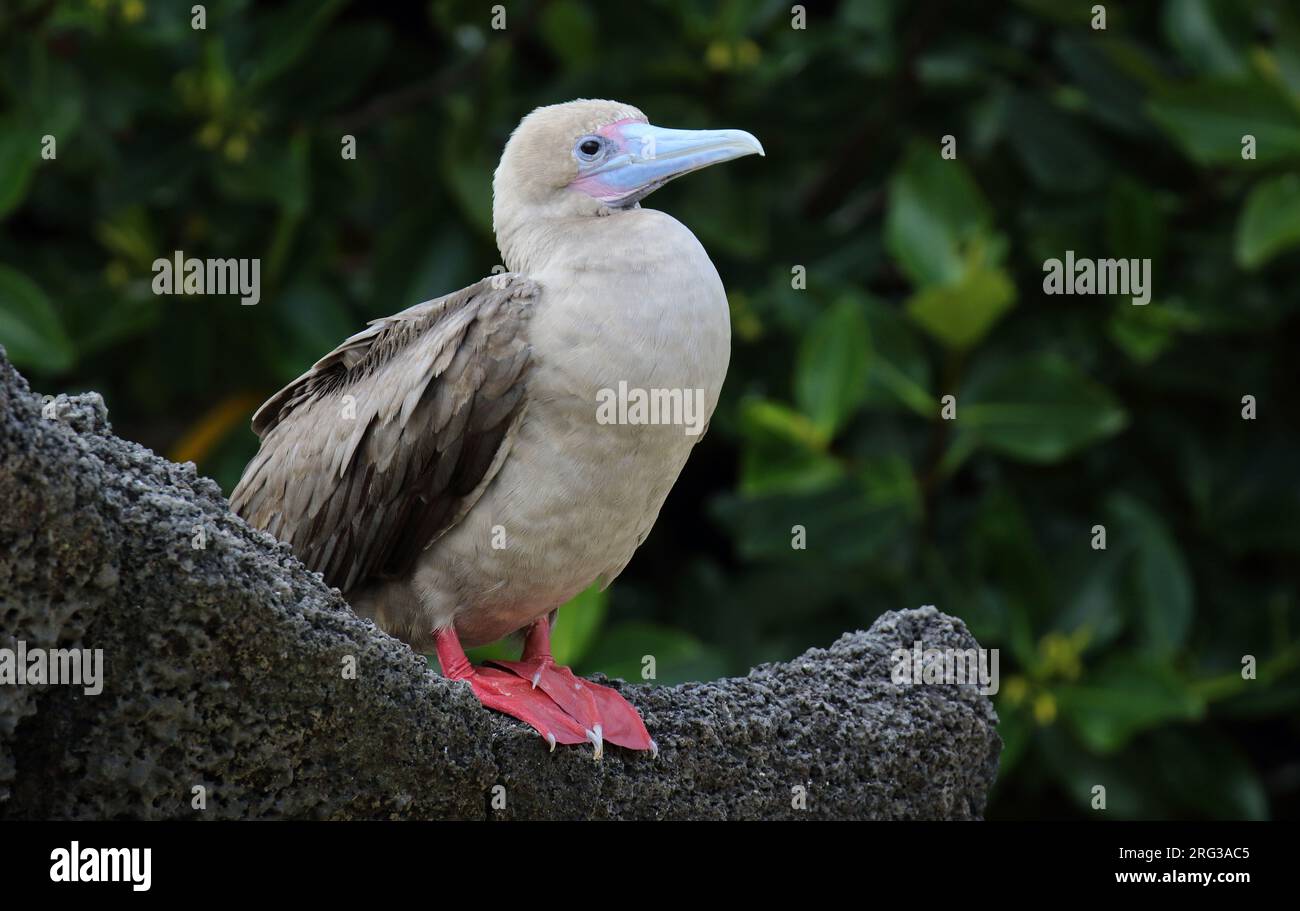 Sula sula websteri hi-res stock photography and images - Alamy