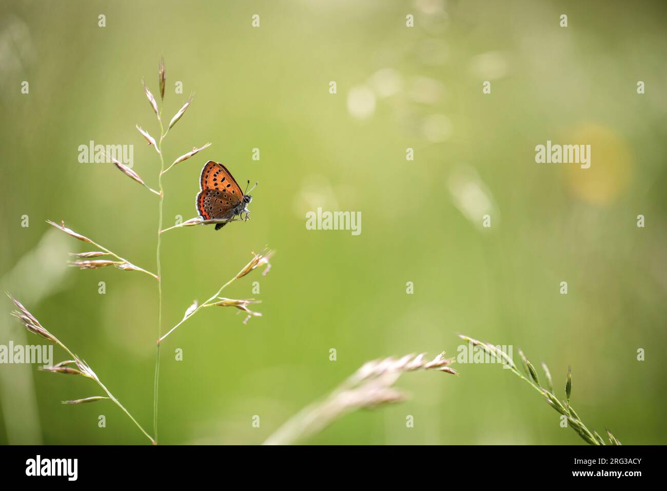 Violet Copper, Blauwe vuurvlinder, Lycaena helle Stock Photo - Alamy