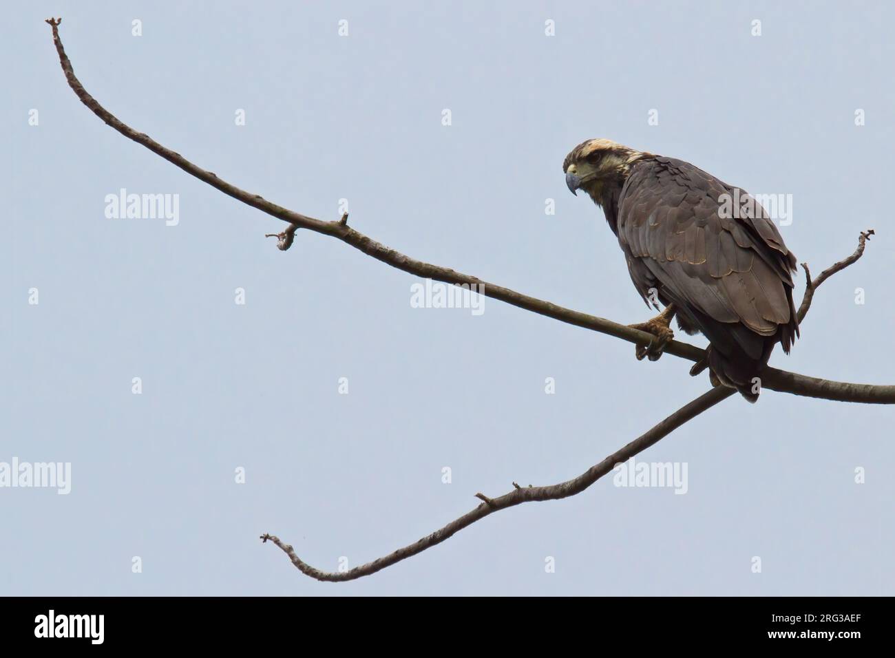 Solitary Eagle (Buteogallus solitarius) in Colombia Stock Photo - Alamy