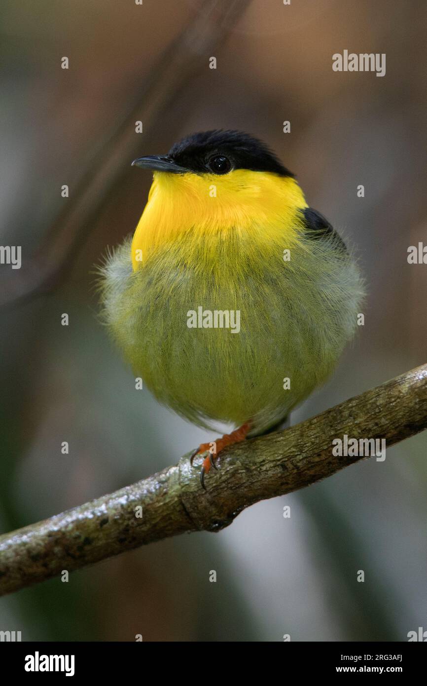 A male Golden-collared Manakin (Manacus vitellinus) at Capurgana, Choco ...