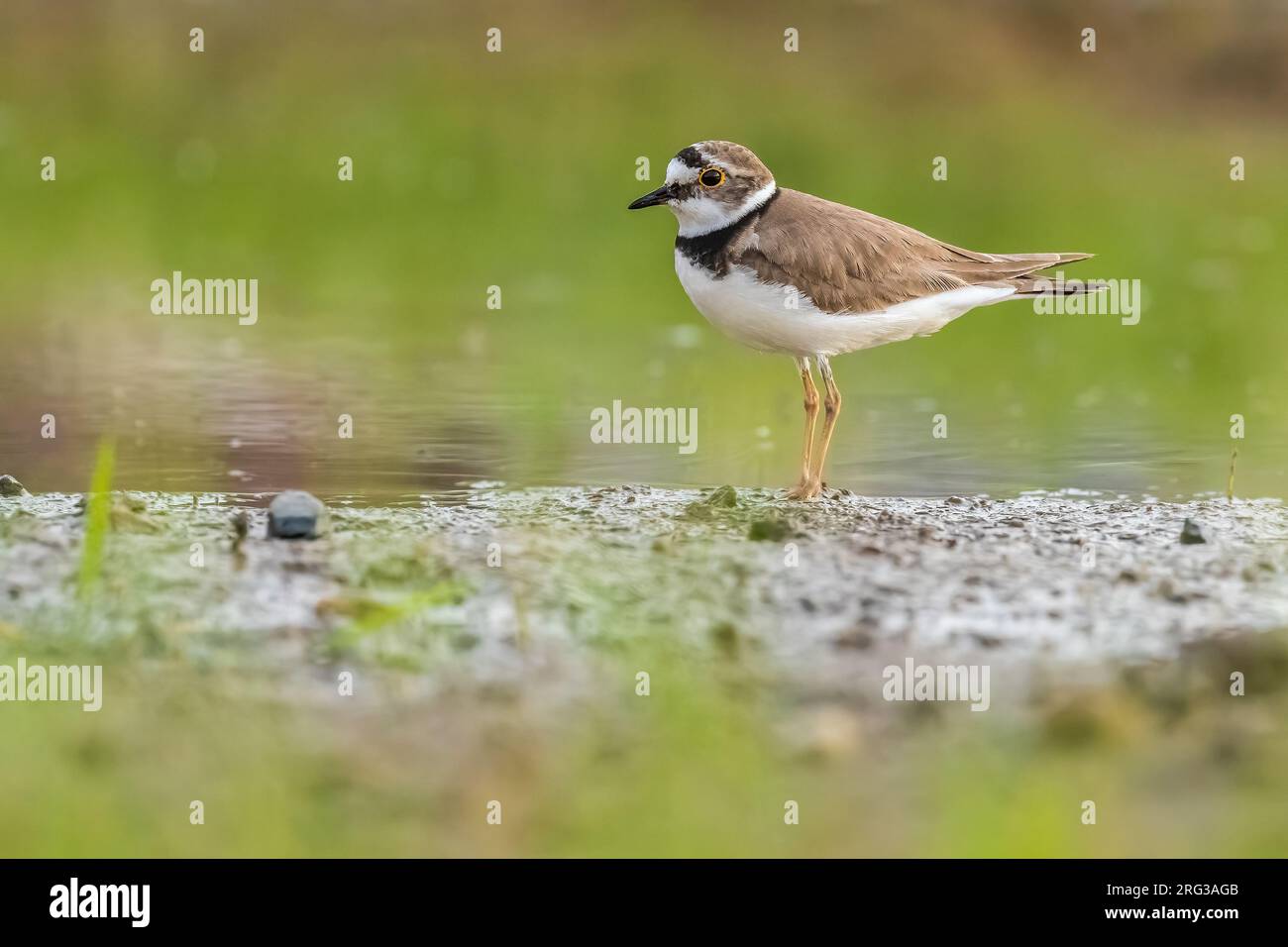 Adult female Little Ringed Plover (Charadrius dubius curonicus) in ...