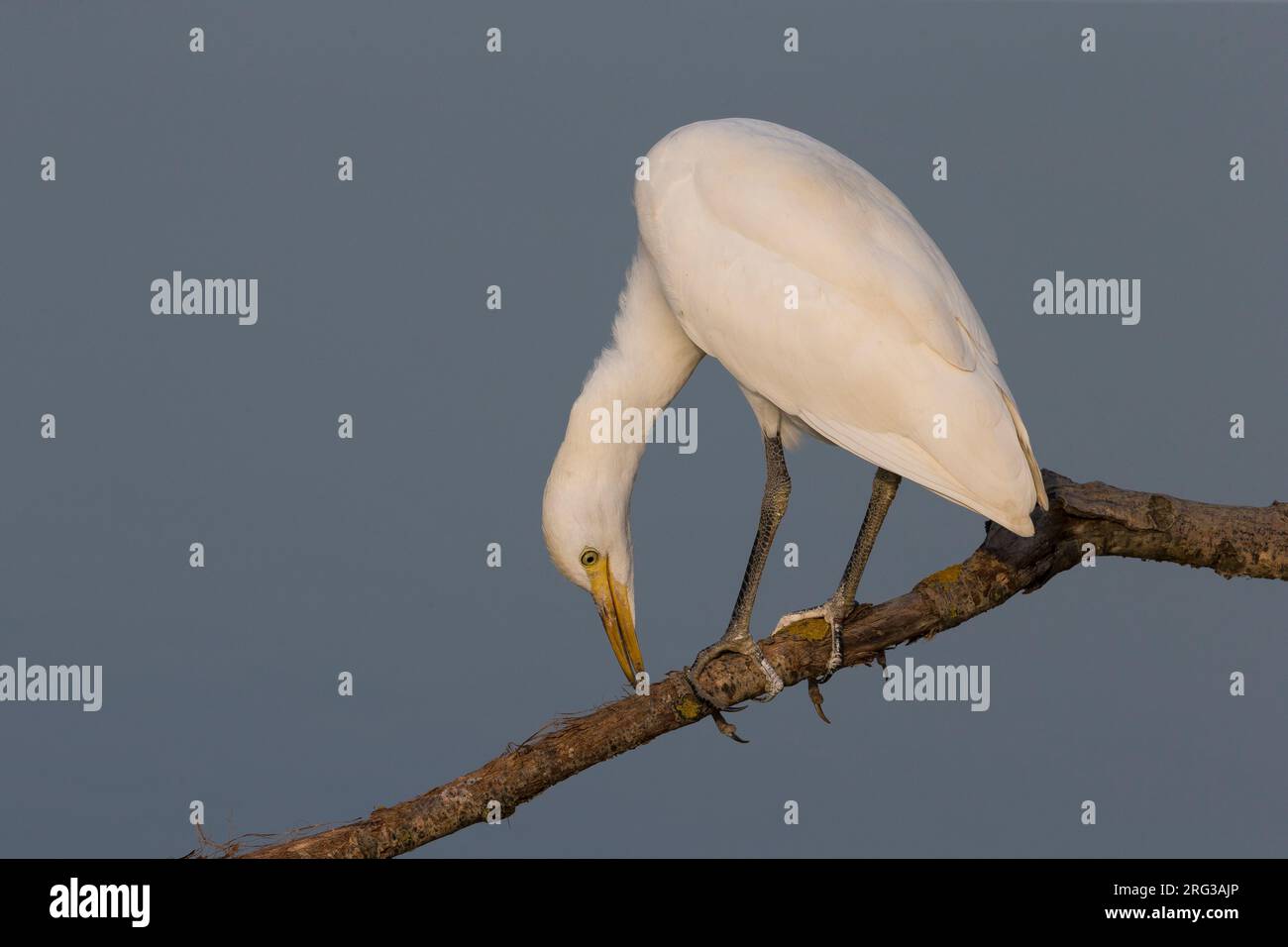 Koereiger, Cattle Egret Stock Photo - Alamy