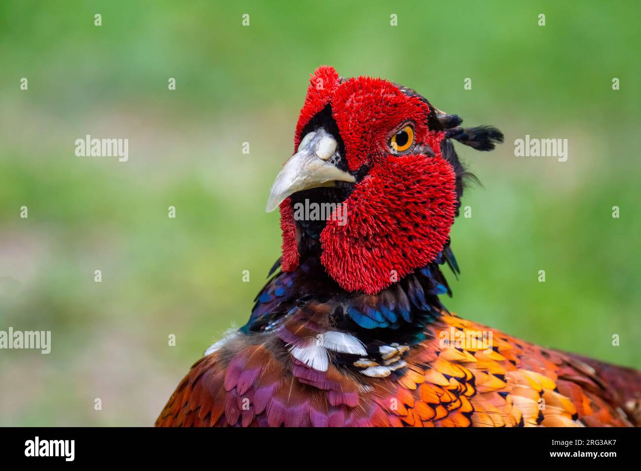 Common, Pheasant; Phasianus colchicus; male in breeding plumage ...