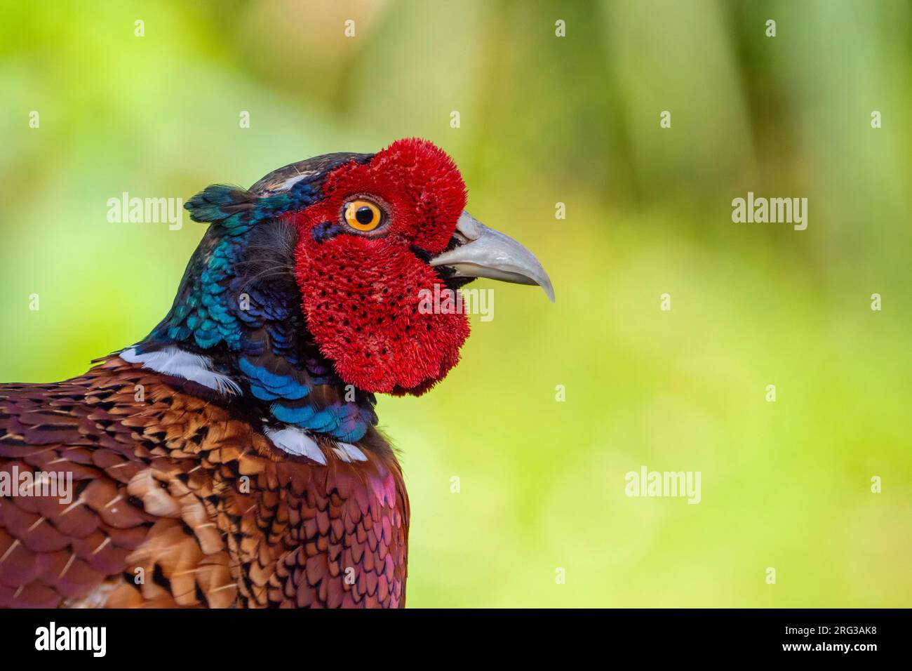 Common, Pheasant; Phasianus colchicus; male in breeding plumage ...
