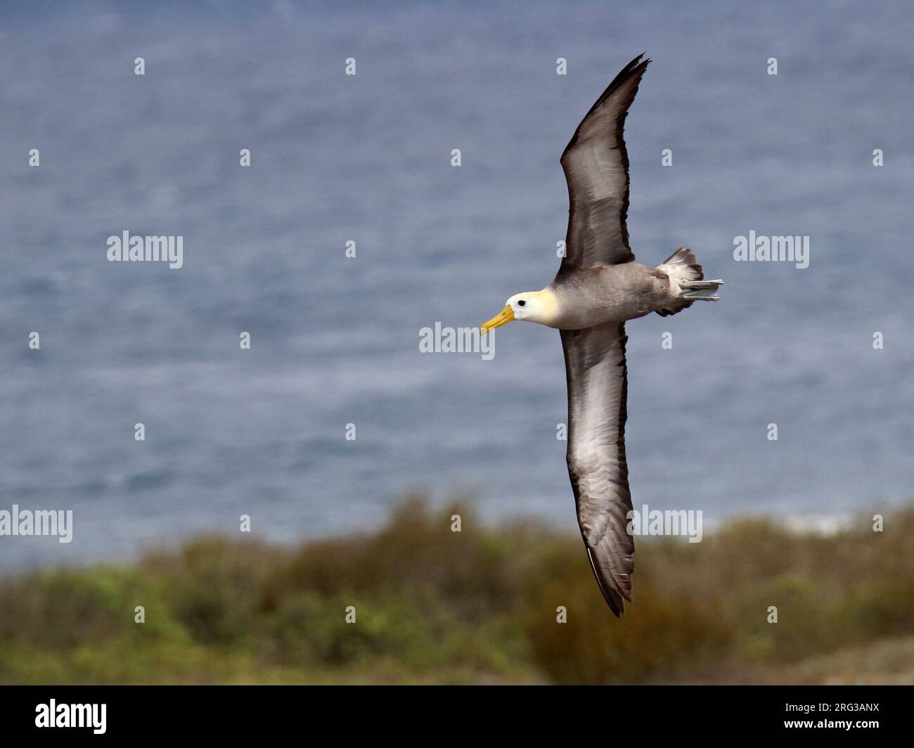 Critically endangered Waved Albatross (Phoebastria irrorata) flying ...