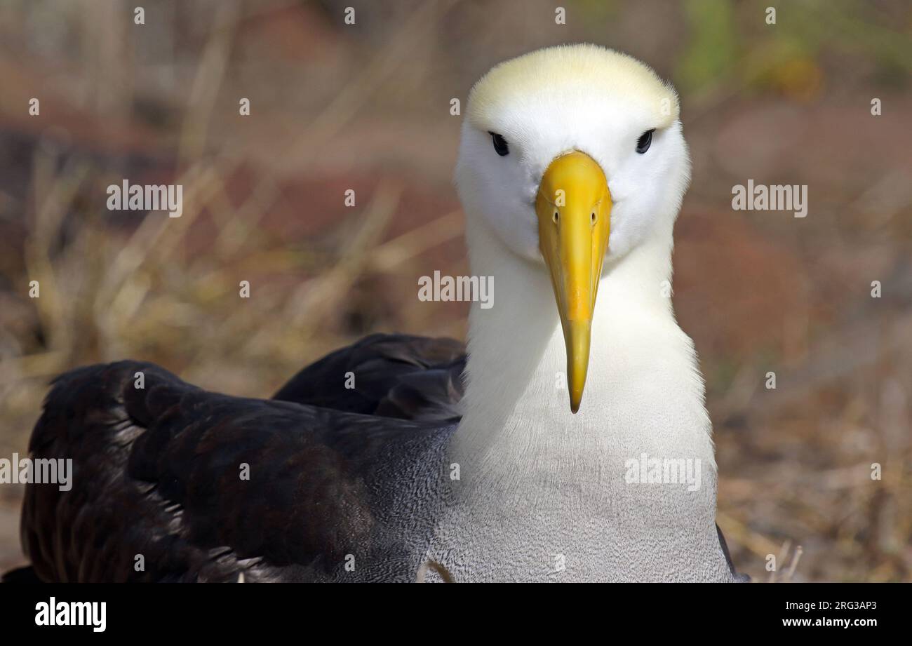 Waved albatross portrait hi-res stock photography and images - Alamy