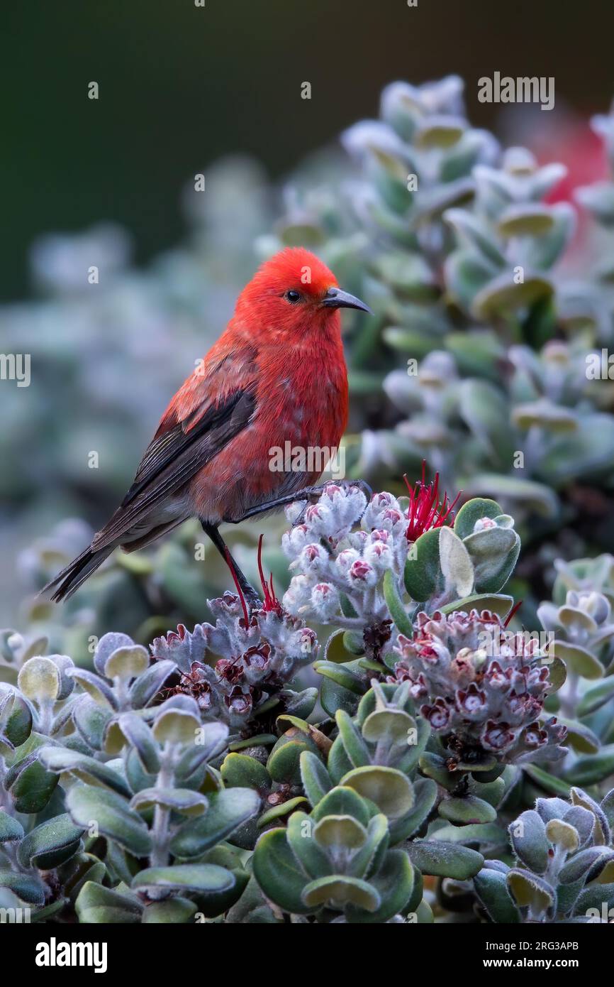 Apapane bird hi-res stock photography and images - Alamy