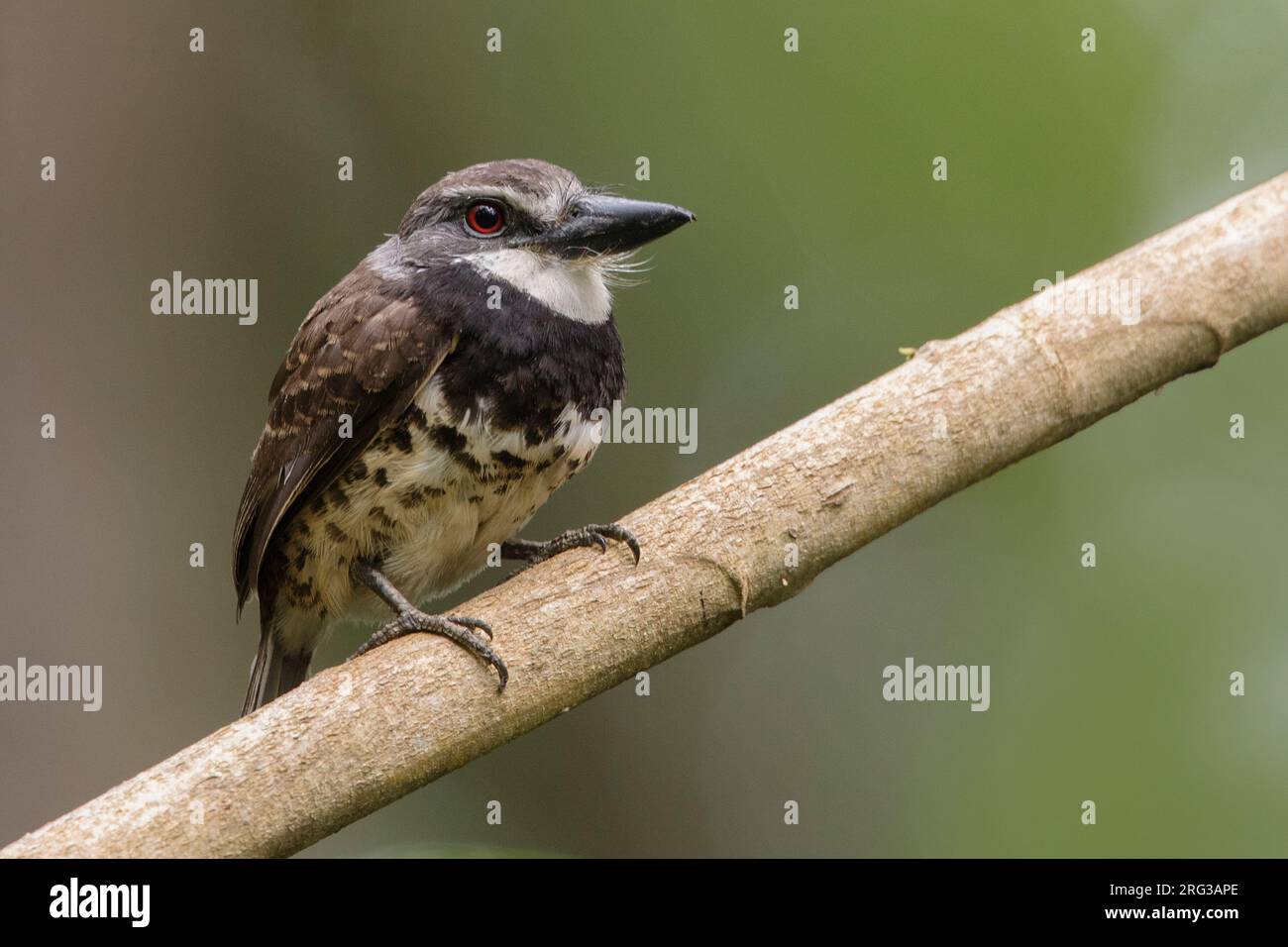 Sooty-capped Puffbird (Bucco noanamae) at Bocas del Atrato, Choco ...