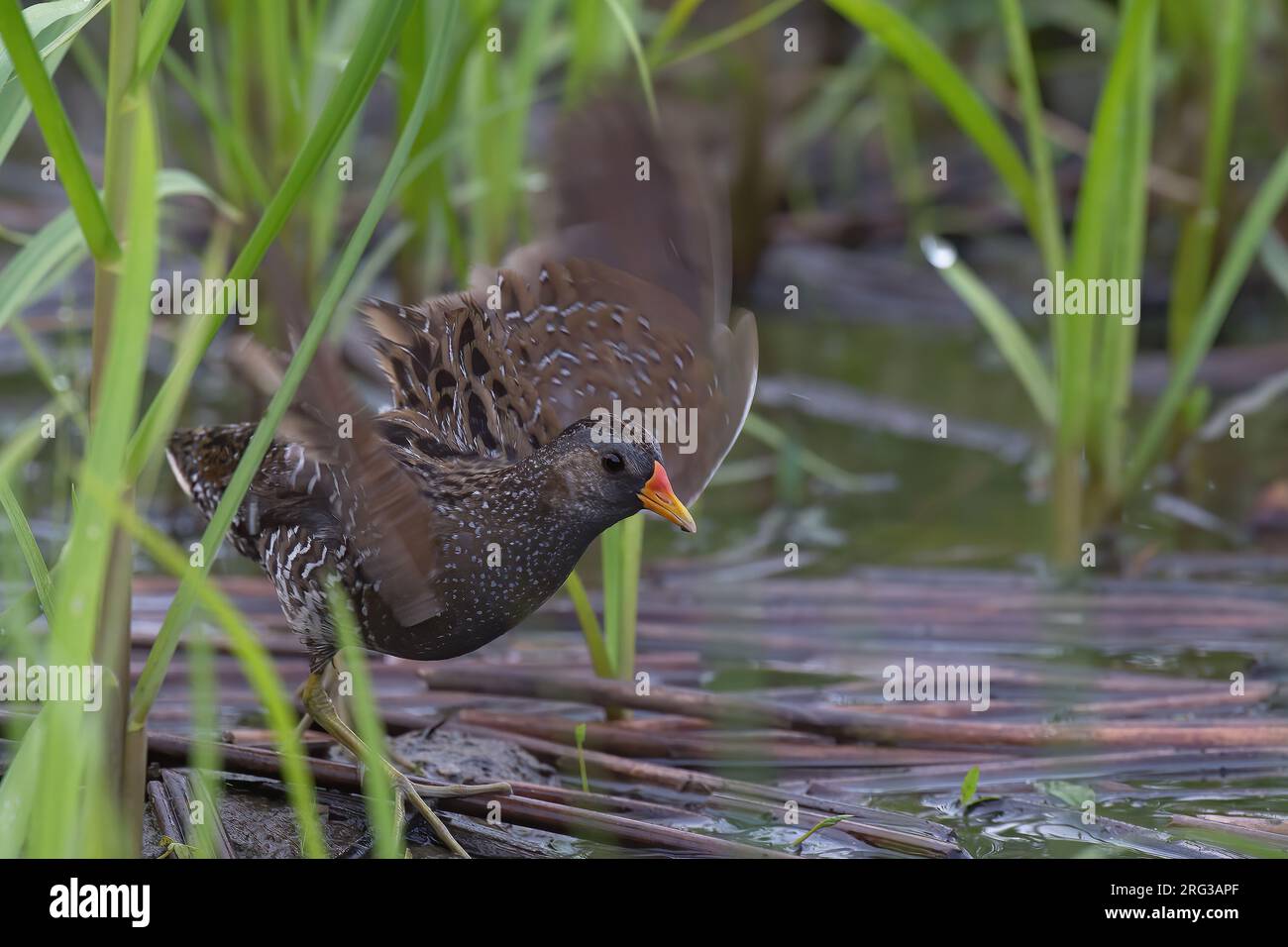 Flapping wings water plants hi-res stock photography and images - Alamy
