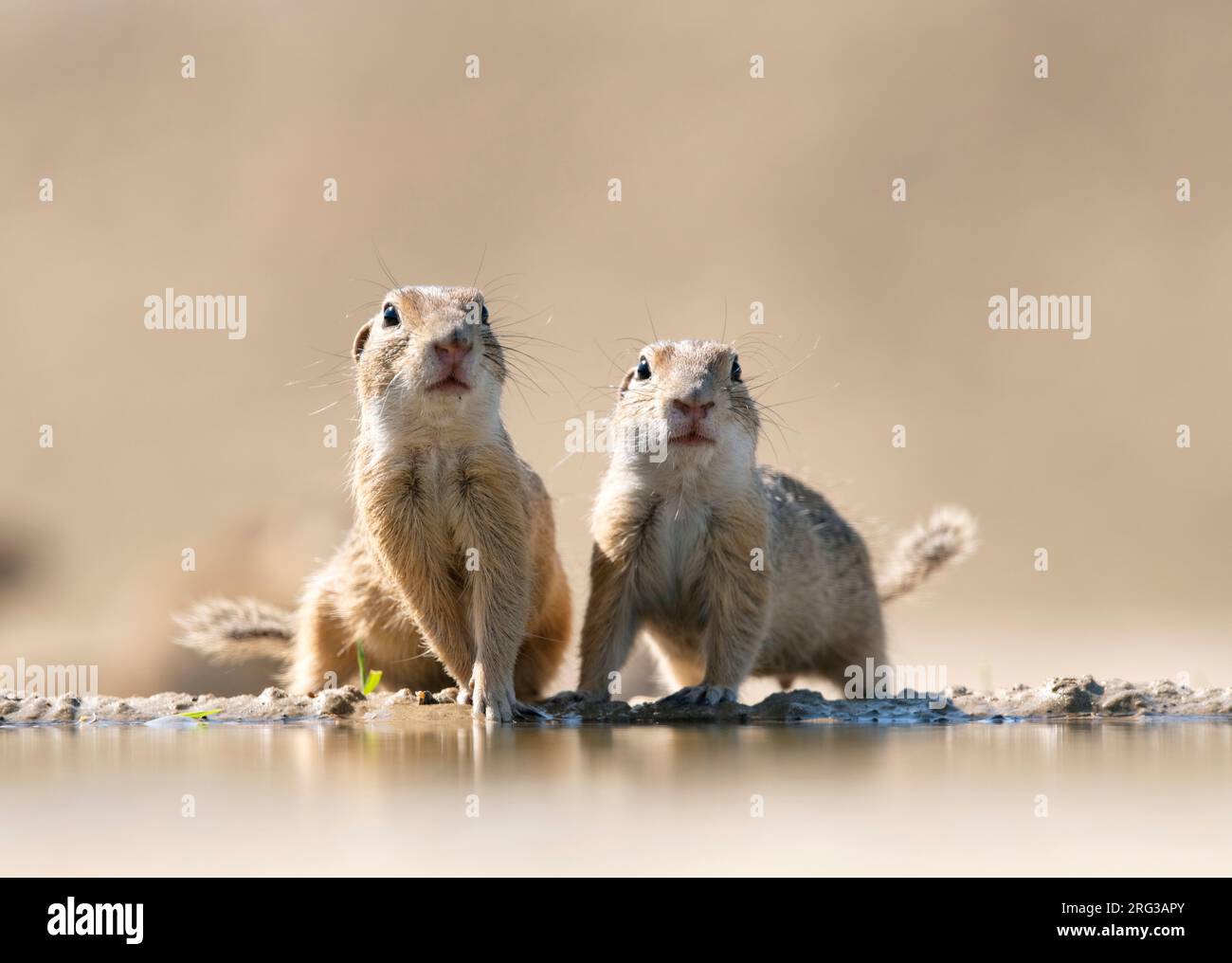 European Souslik (Spermophilus citellus) in Hungary. Also known as ...