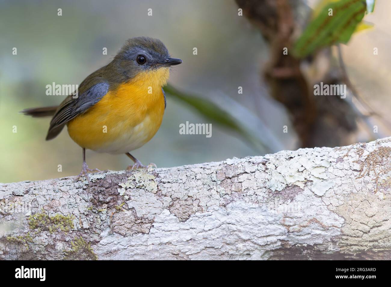 East Coast Akalat (Sheppardia gunningi) in Tanzania Stock Photo - Alamy