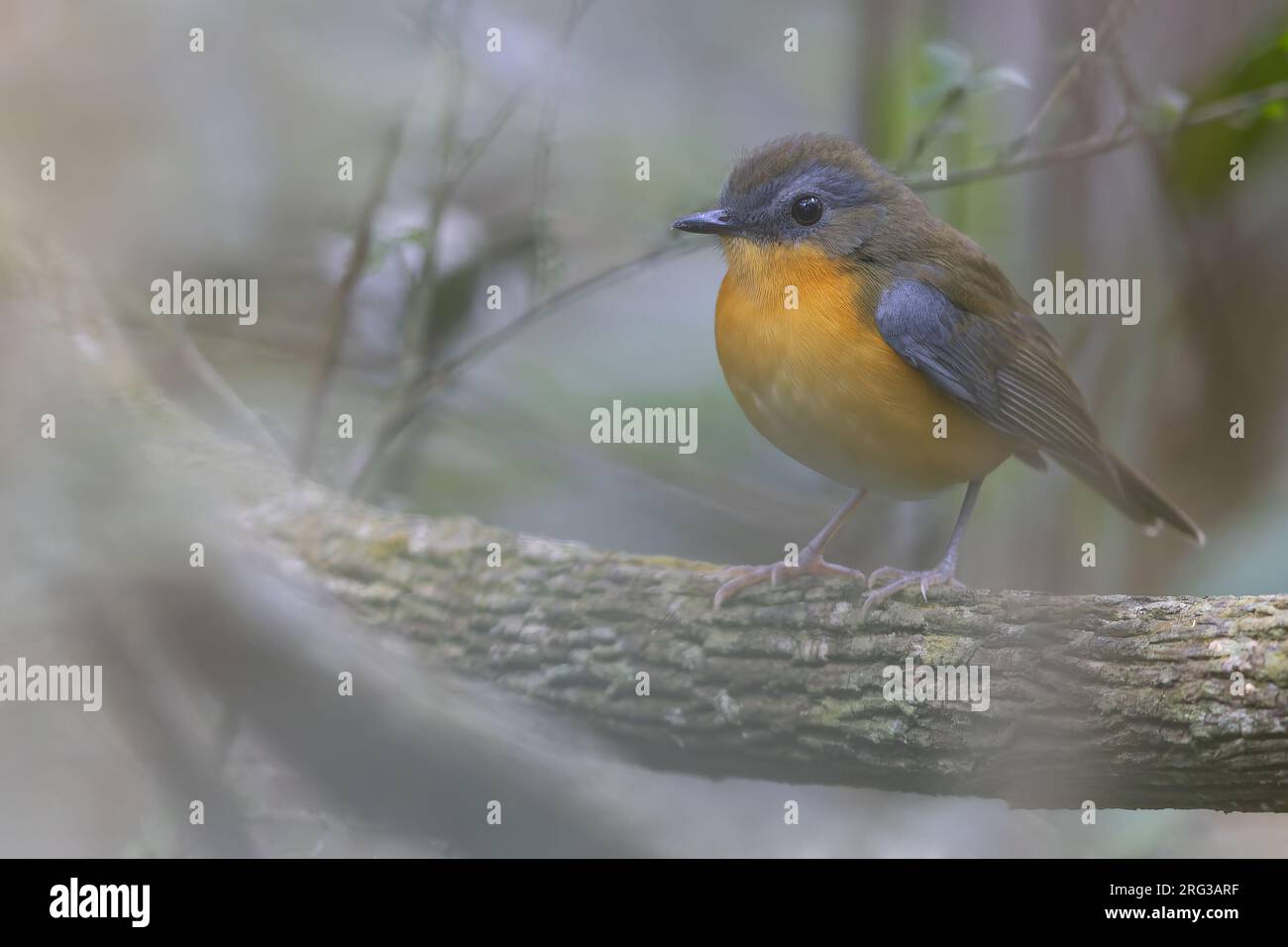 East Coast Akalat (Sheppardia gunningi) in Tanzania Stock Photo - Alamy