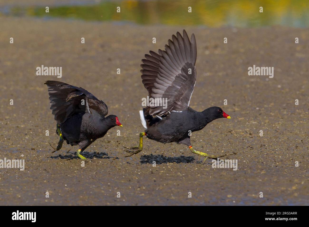 2 common moorhens hi-res stock photography and images - Alamy