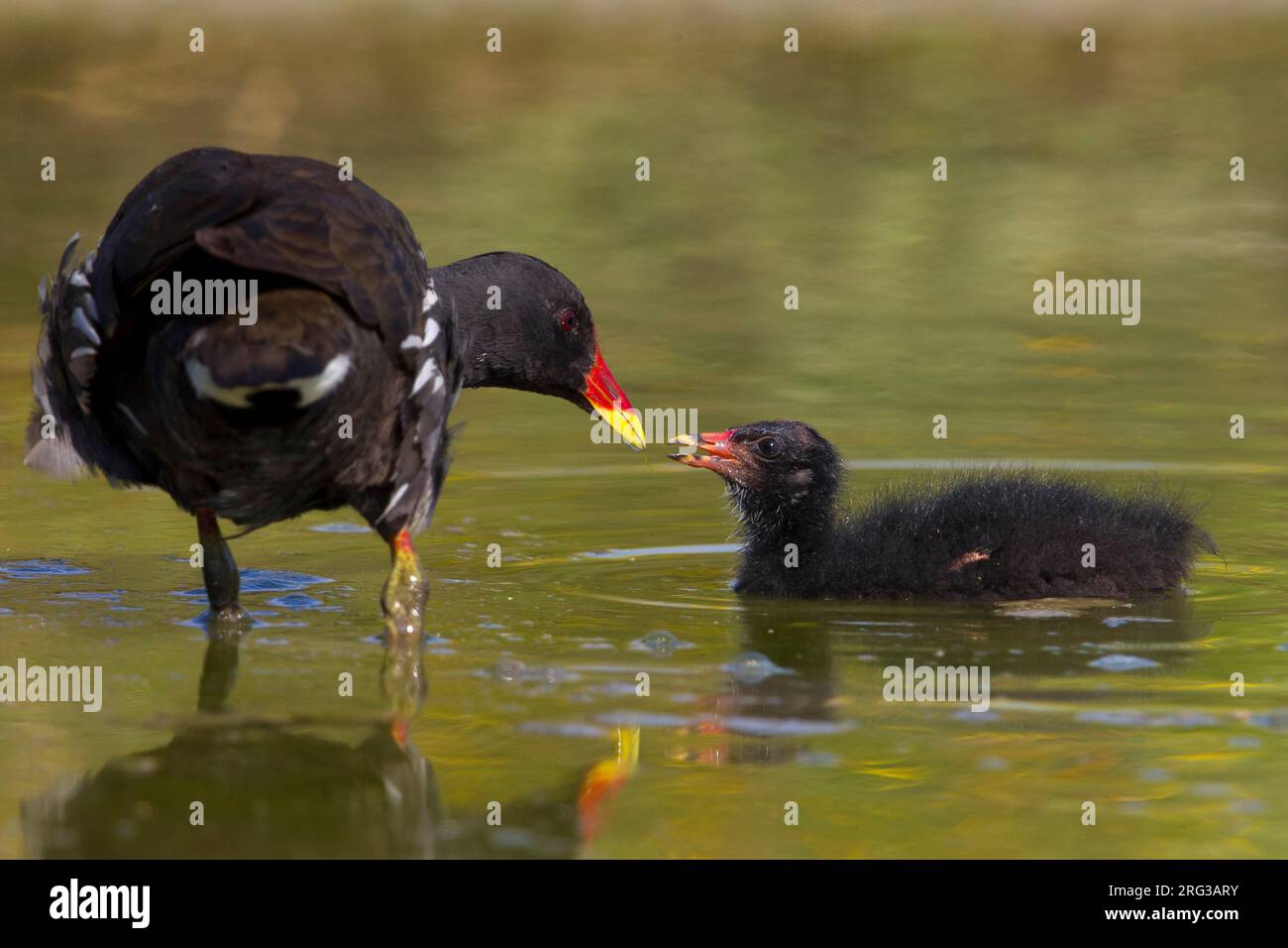 2 common moorhens hi-res stock photography and images - Alamy