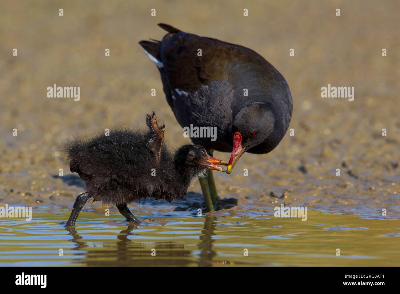 2 common moorhens hi-res stock photography and images - Alamy