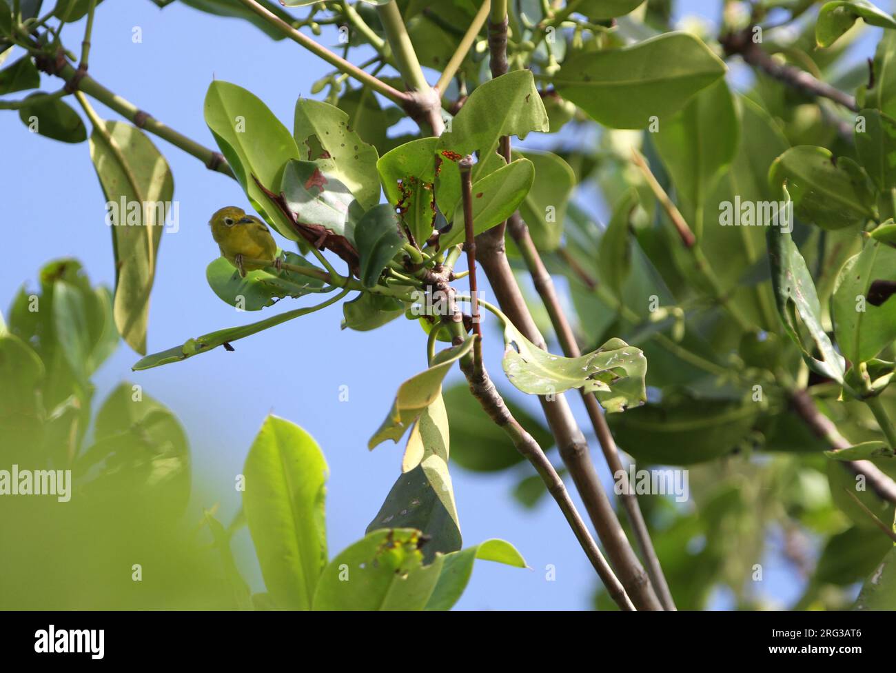 Endemic Javan white-eye (Zosterops flavus) in tropical lowland ...