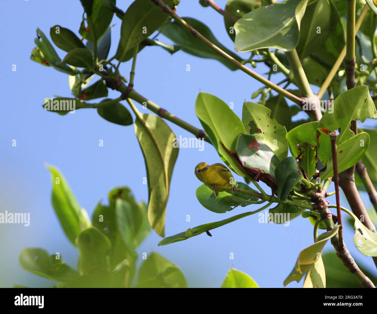 Endemic Javan white-eye (Zosterops flavus) in tropical lowland ...