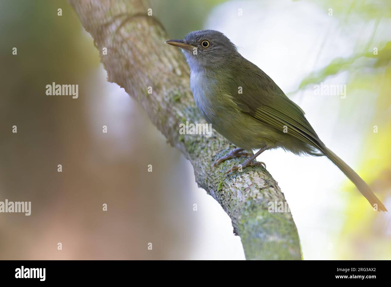 Lowland Tiny Greenbul (Phyllastrephus debilis) in Tanzania Stock Photo ...