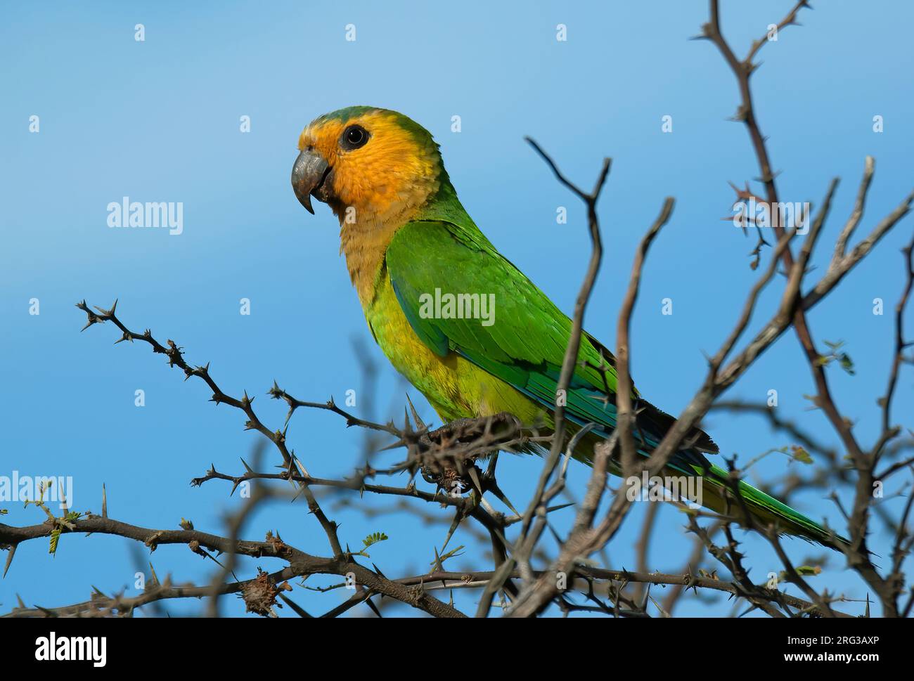 Brown-throated Parakeet (Eupsittula pertinax xanthogenia) perched on a ...