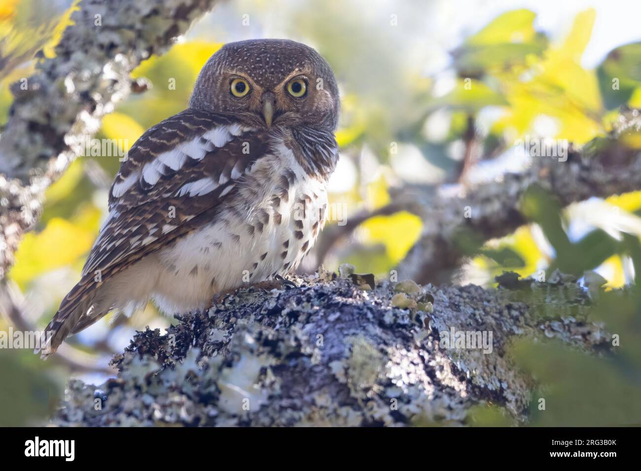 African barred owlet glaucidium capense hi-res stock photography and ...