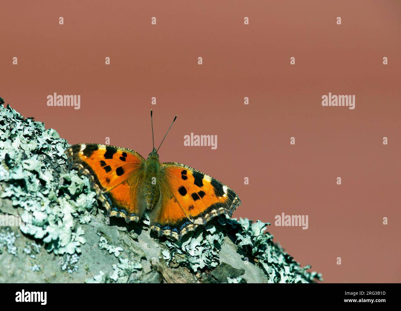 Yellow-legged Tortoiseshell (Nymphalis xanthomelas) in Finland Stock ...