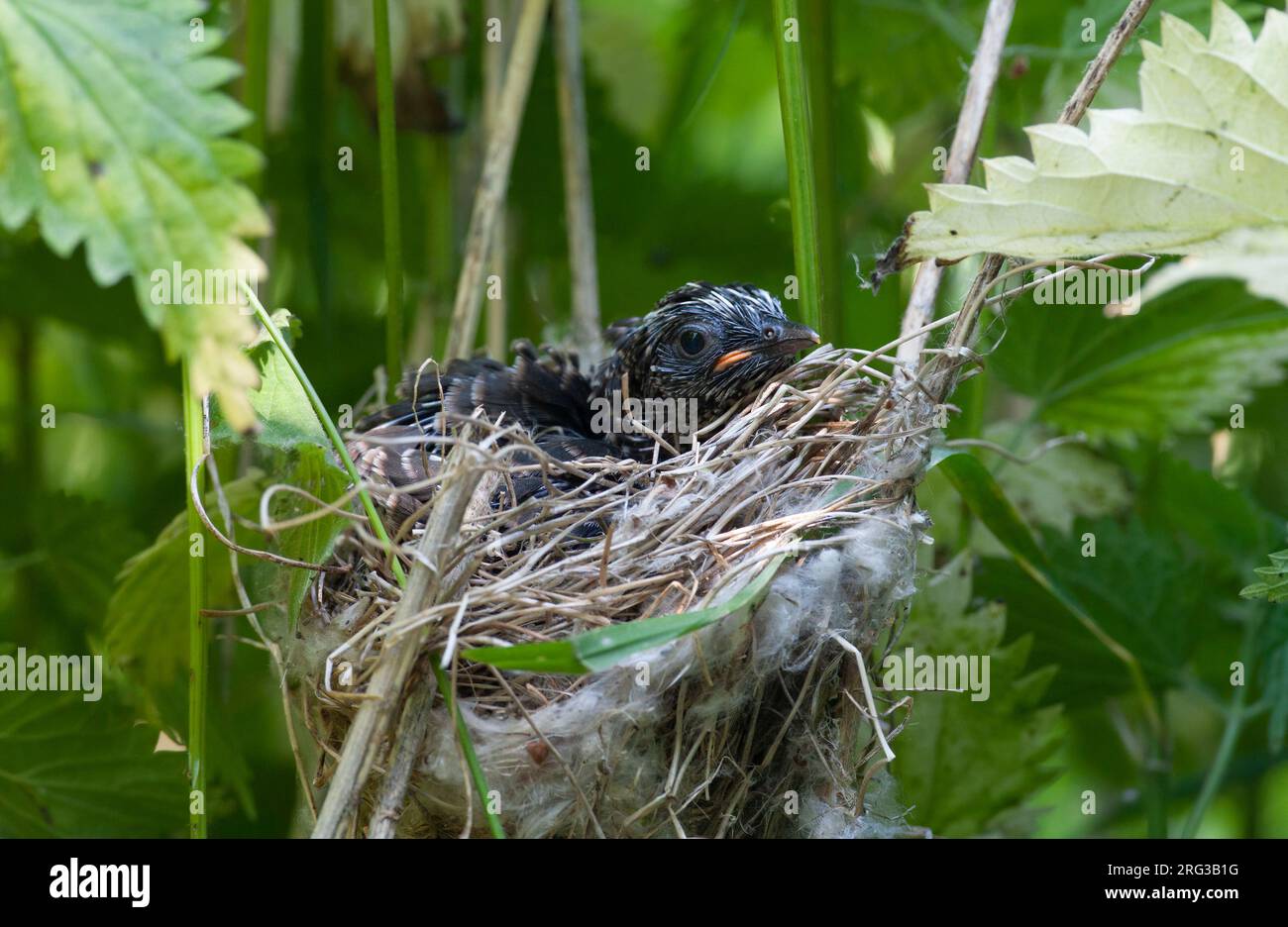 Common Cuckoo (Cuculus canorus) chick in Marsh Warbler nest at Zealand ...