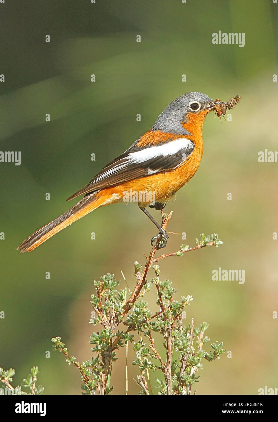 Phoenicurus alaschanicus hi-res stock photography and images - Alamy