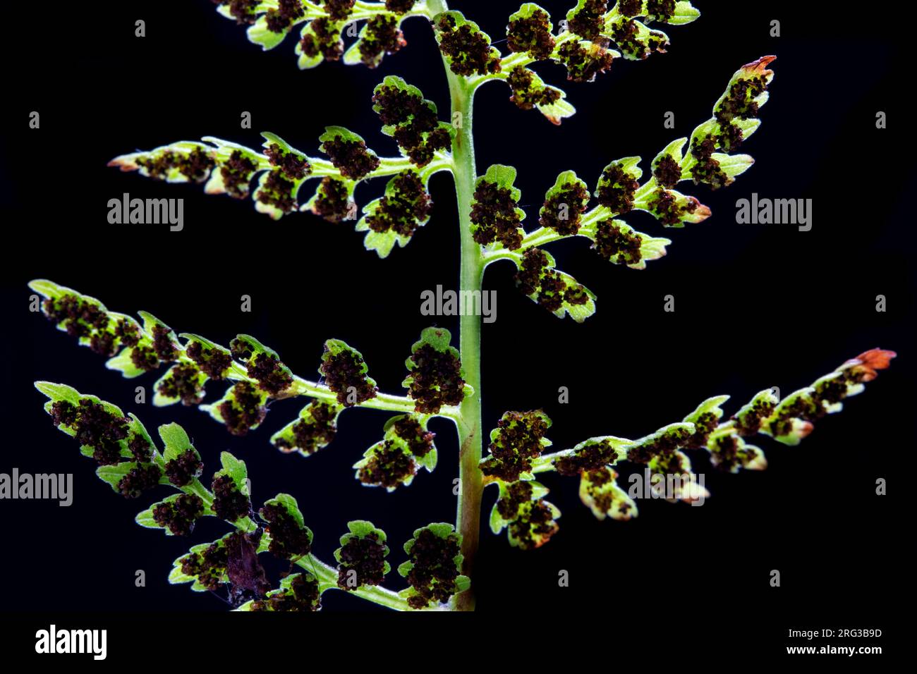 Brittle Bladder Fern, Cystopteris fragilis Stock Photo - Alamy