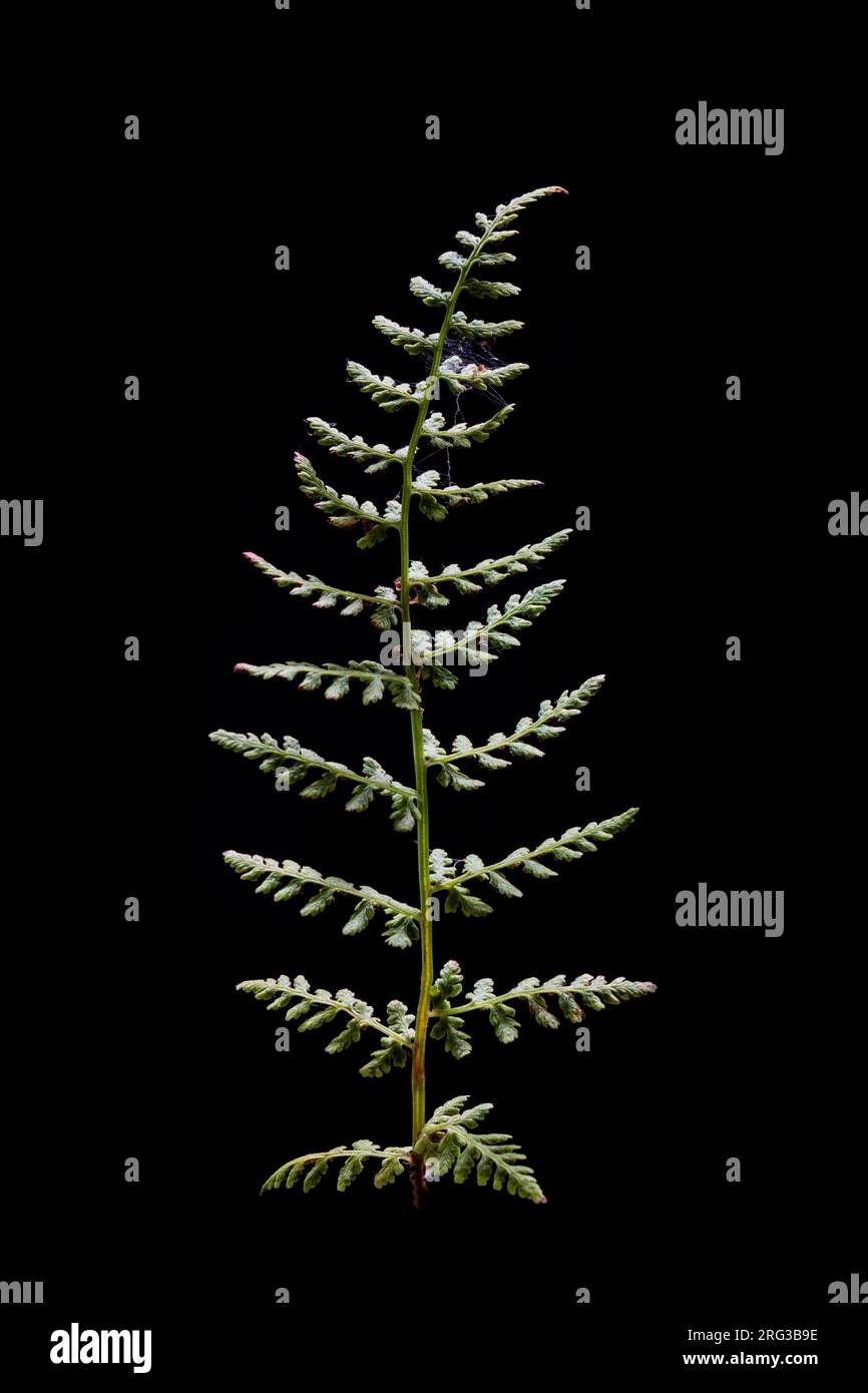 Brittle Bladder Fern, Cystopteris fragilis Stock Photo - Alamy