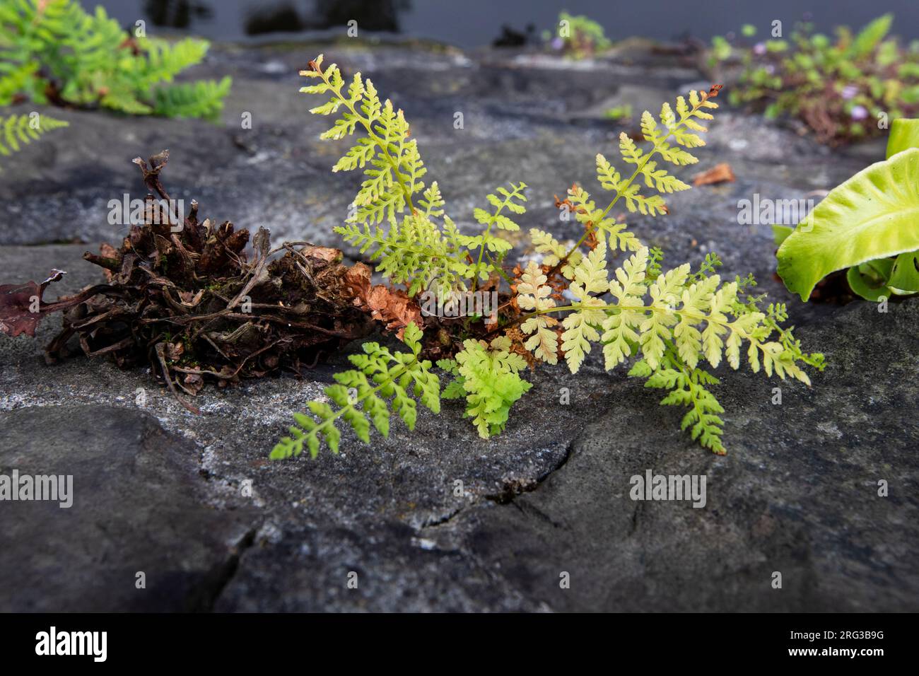 Brittle Bladder Fern, Cystopteris fragilis Stock Photo - Alamy