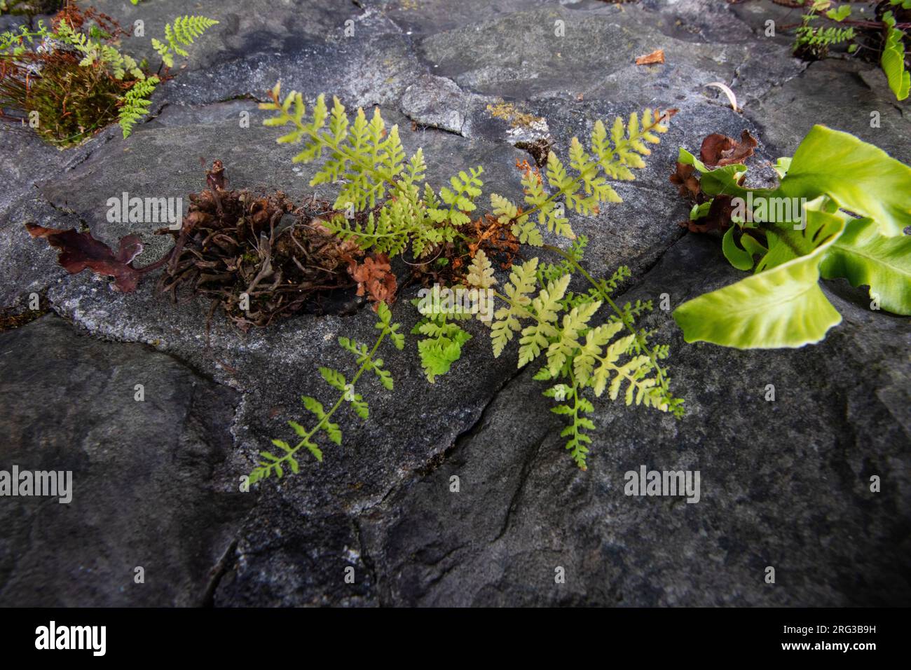 Cystopteris hi-res stock photography and images - Alamy