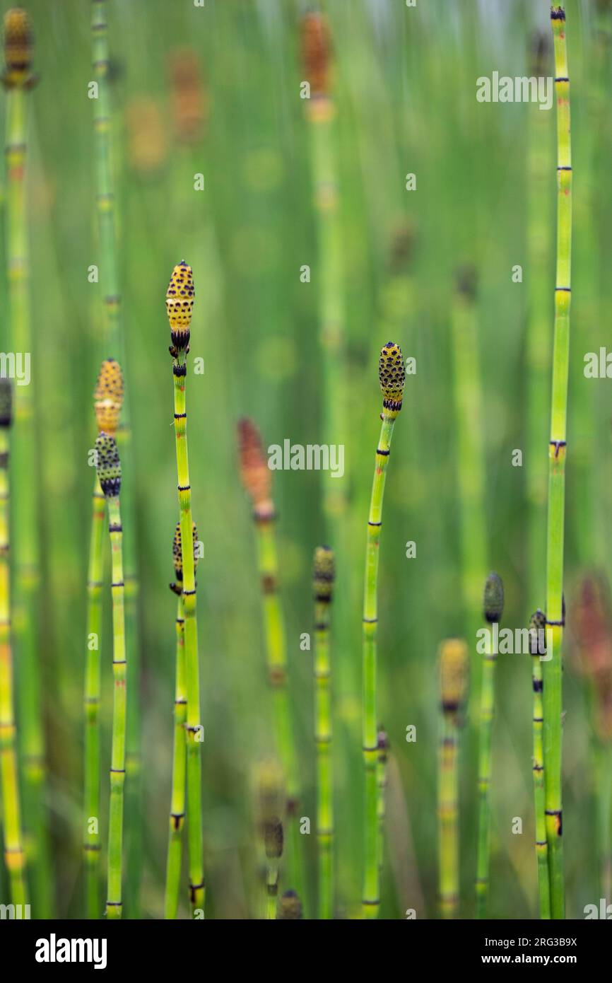 Equisetum hyemale + Equisetum x moorei Stock Photo - Alamy