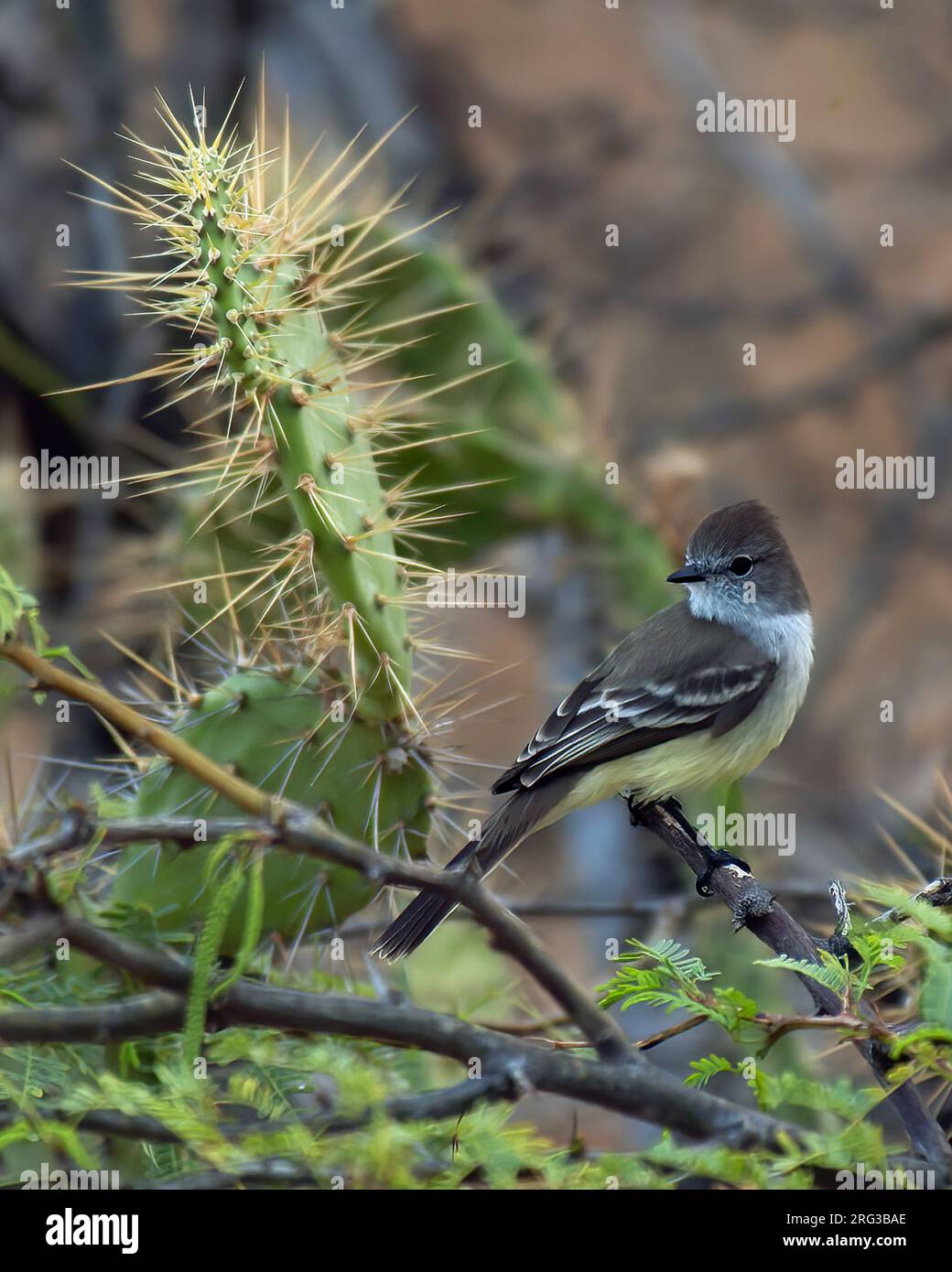 Northern Scrub-Flycatcher (Sublegatus arenarum pallens), side view of ...