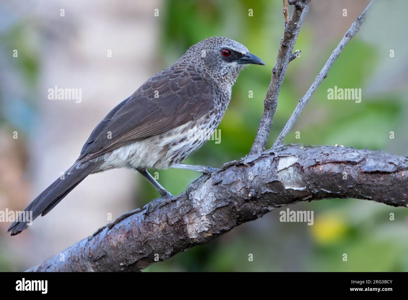 Angola babbler turdoides hartlaubii hi-res stock photography and images ...