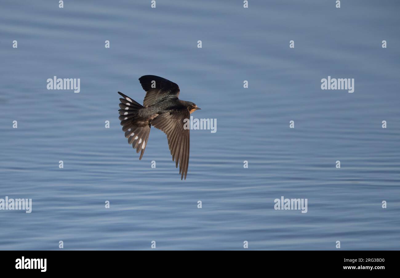 Barn Swallow (Hirundo rustica rustica) in flight over water showing ...