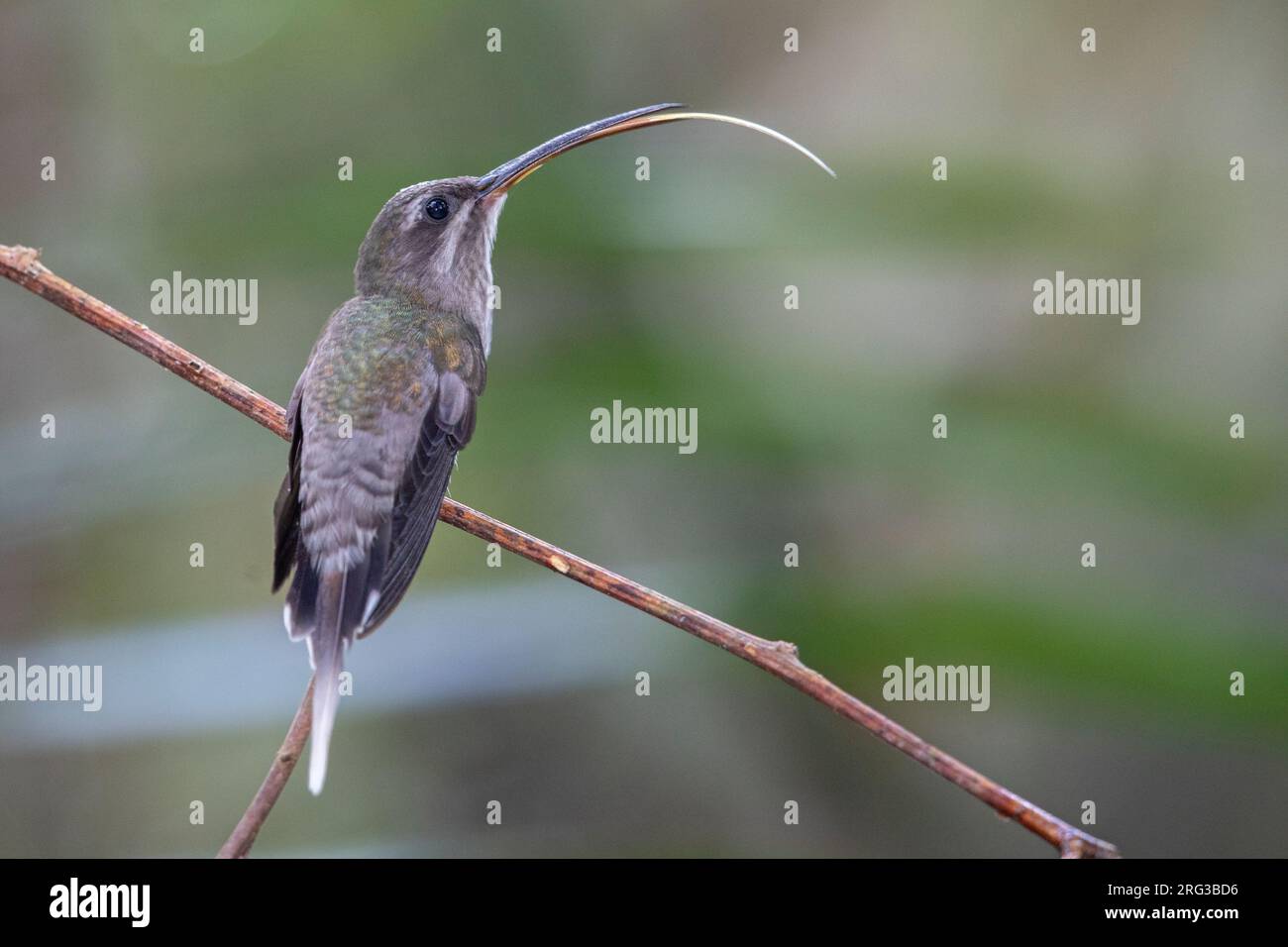 Phaethornis hispidus hi-res stock photography and images - Alamy