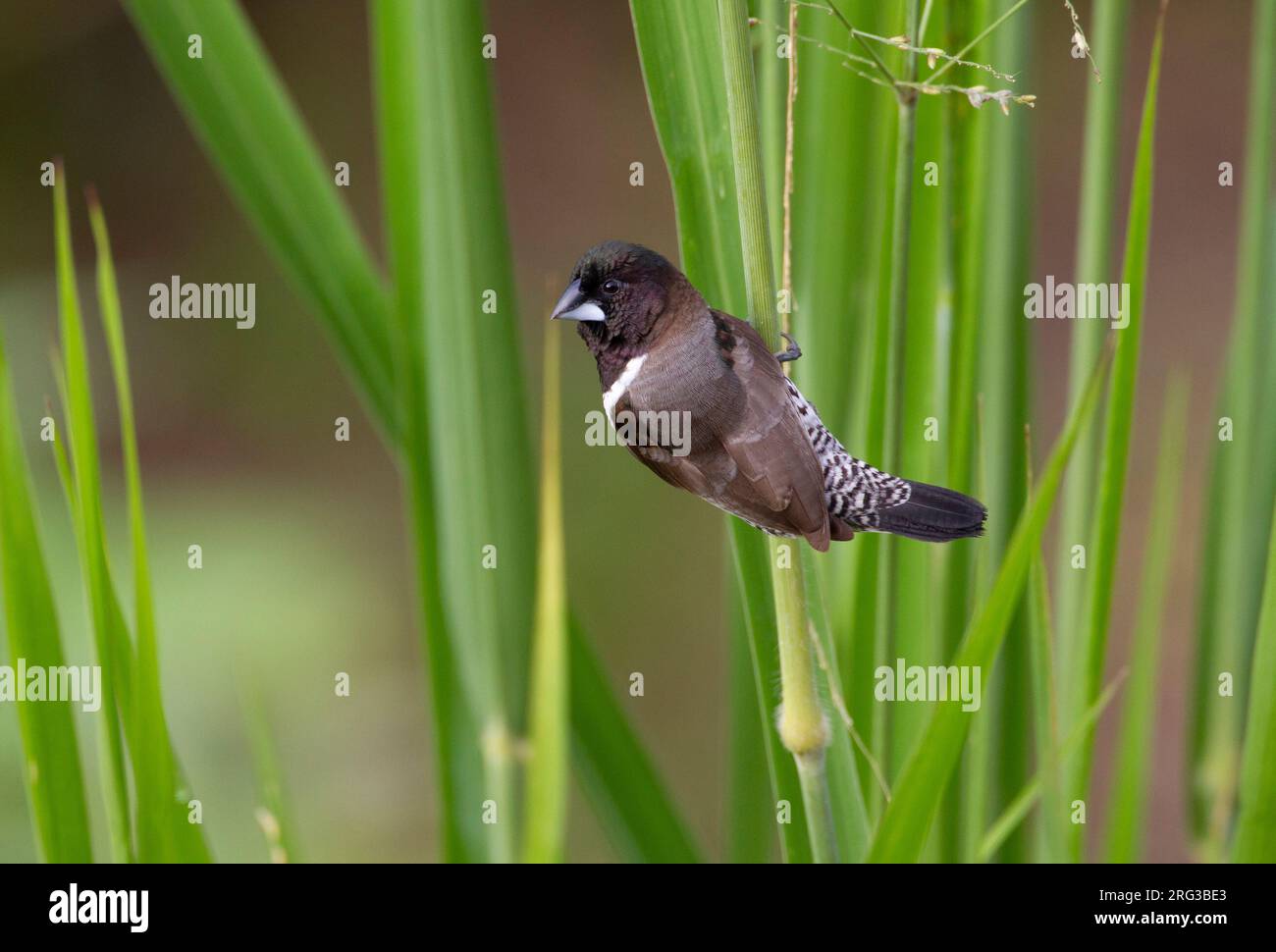 Bronze Mannikin (Lonchura cucullata) male perched in the reed Stock ...