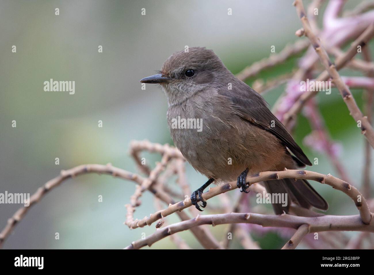 A Male Vermilion Flycatcher (Pyrocephalus obscurus obscurus) at Lima ...