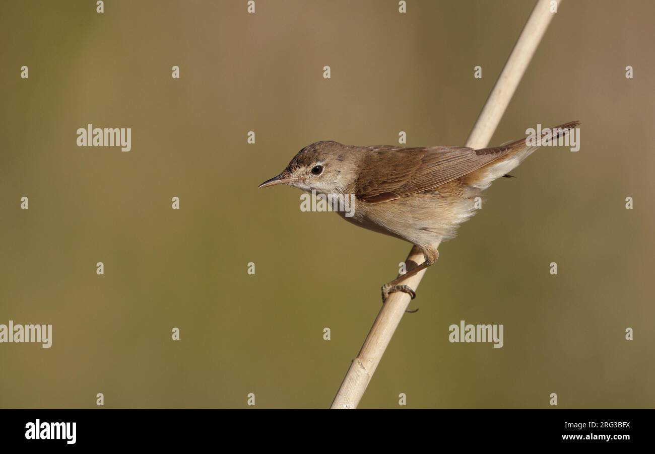 African Reed Warbler, Acrocephalus baeticatus ambiguus, Laguna de Taray ...