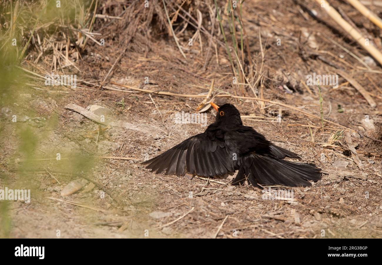 Adult male Common Blackbird (Turdus merula merula) sunbathing in ...