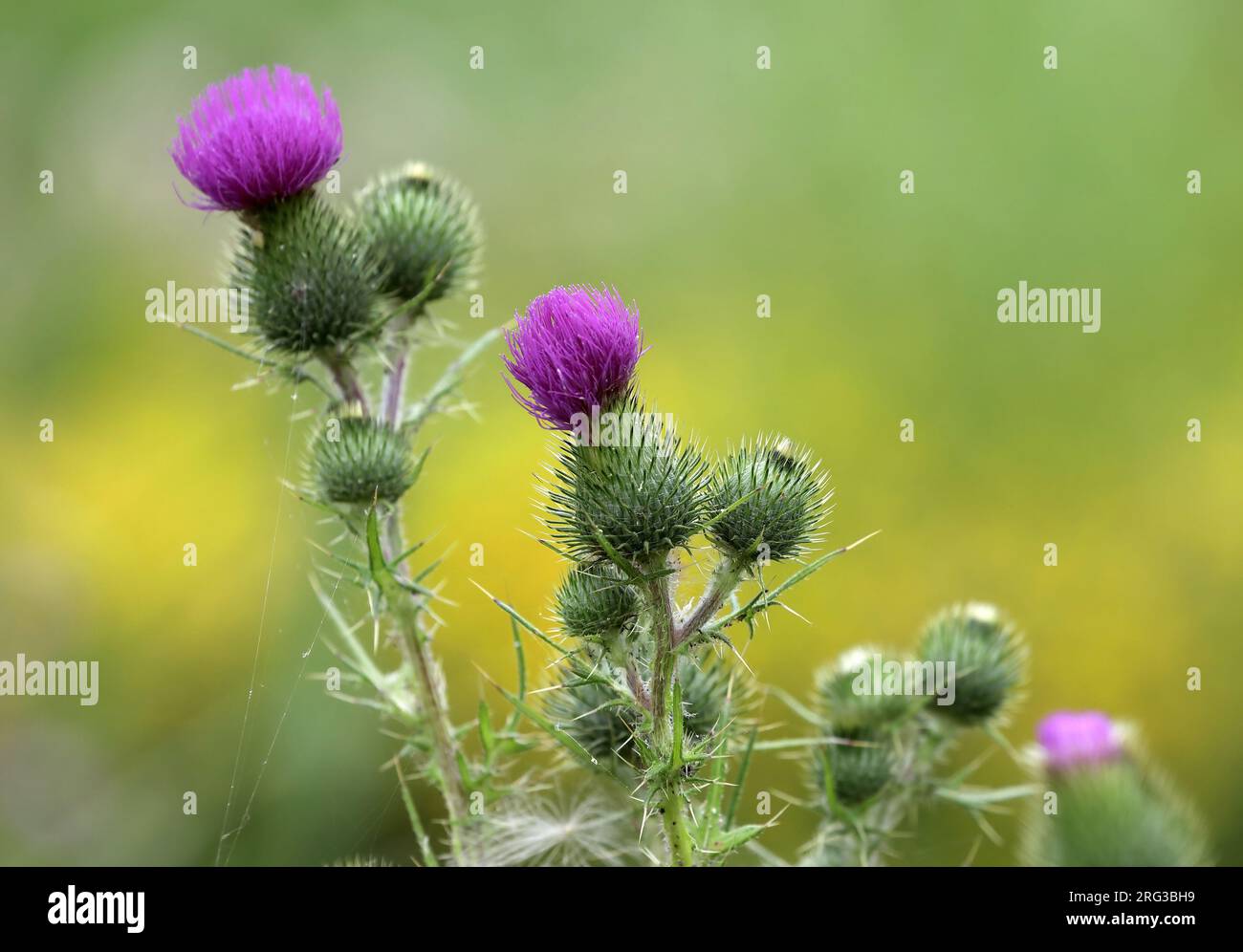 Speerdistel hi-res stock photography and images - Alamy