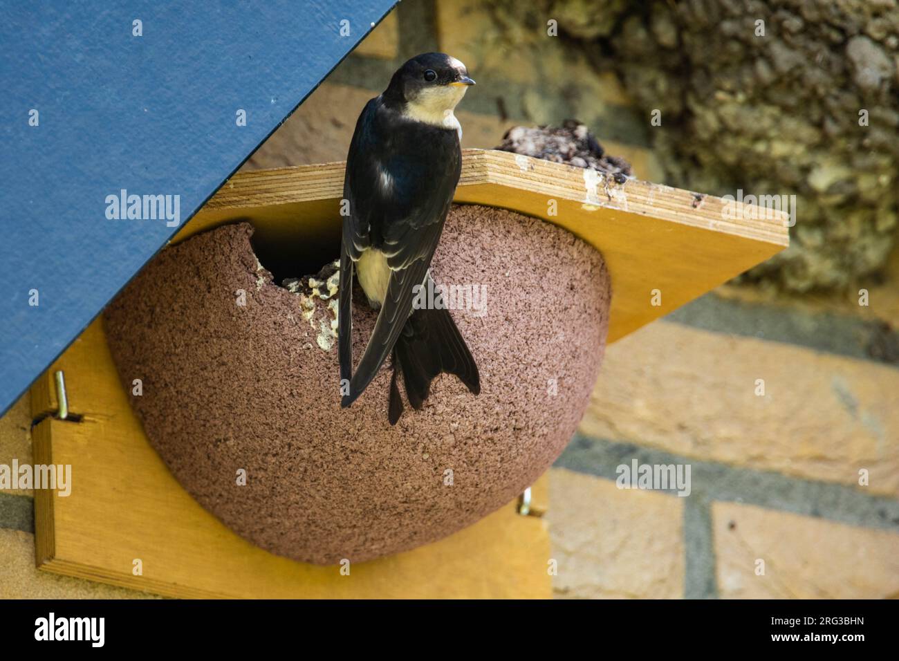 Juvenile house martin hi-res stock photography and images - Alamy