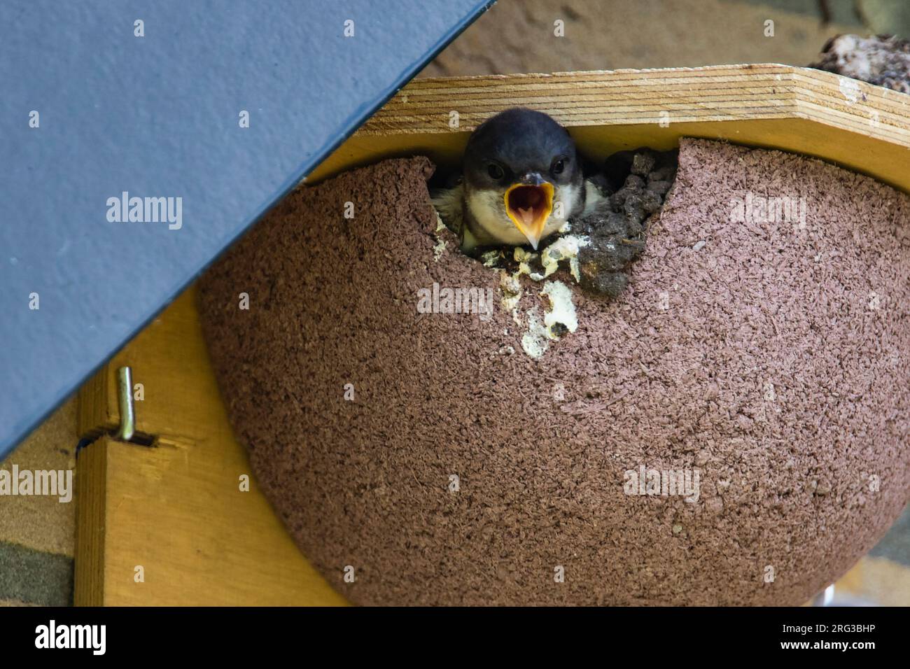 Juvenile house martin hi-res stock photography and images - Alamy