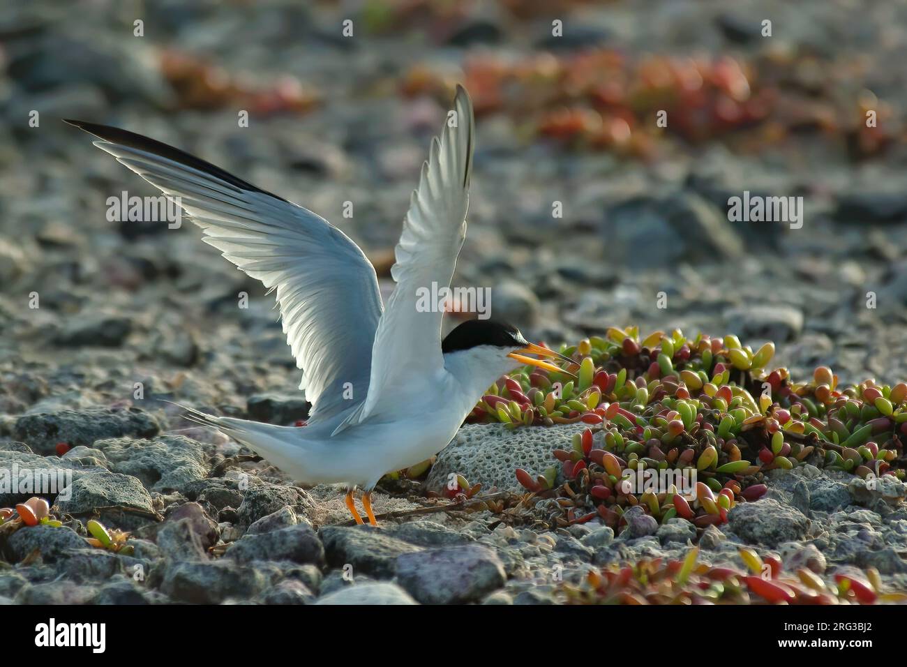 Least Tern (Sternula antillarum antillarum), side view of adult bird in ...