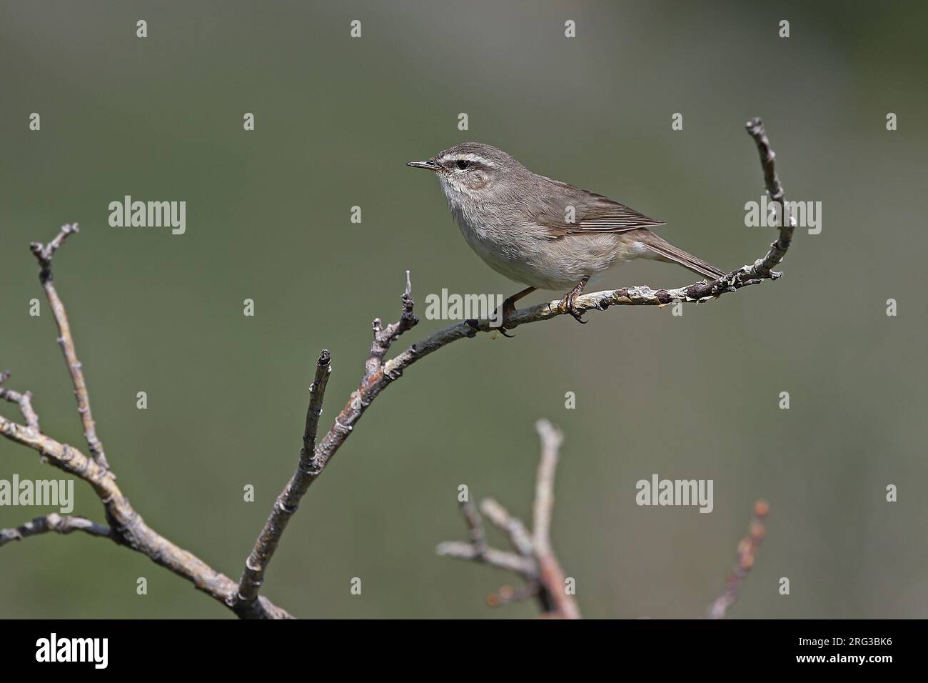 Smoky warbler (Phylloscopus fuligiventer) on Tibetan plateau, Qinghai, China Stock Photo - Alamy