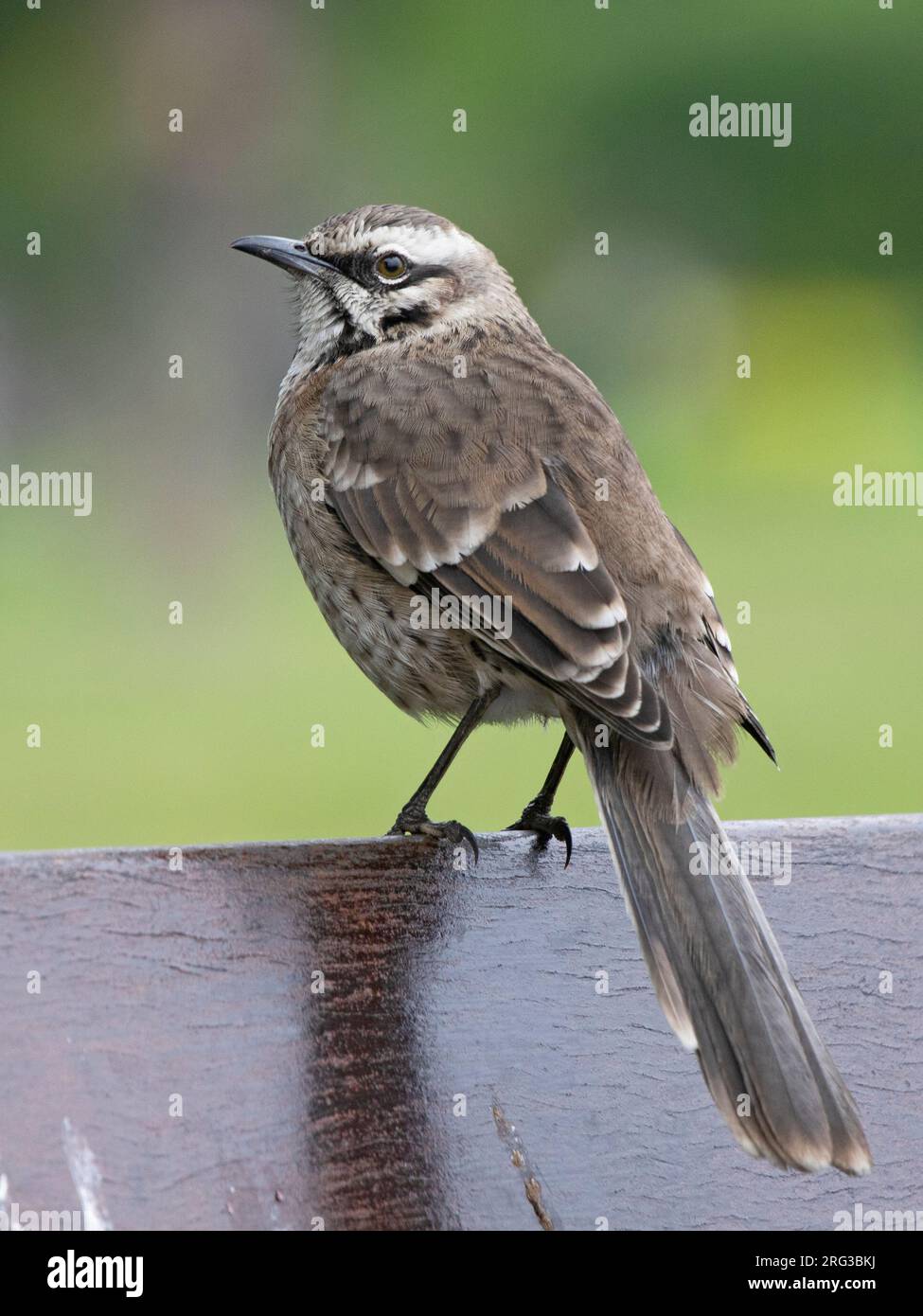 Long-tailed Mockingbird (Mimus longicaudatus longicaudatus) at Lima ...
