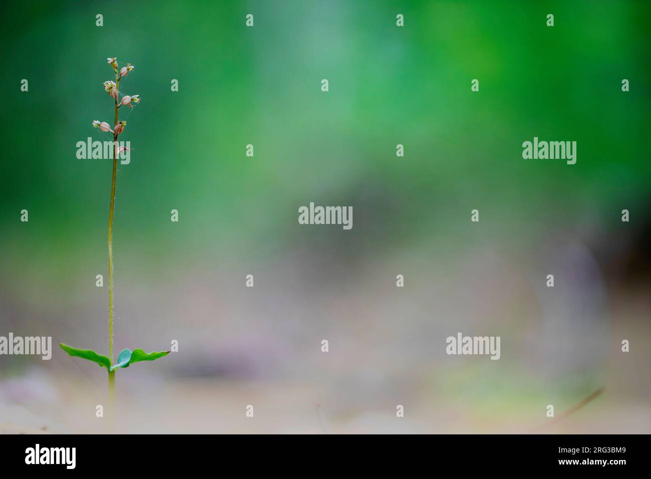 Lesser Twayblade, Neottia cordata Stock Photo - Alamy