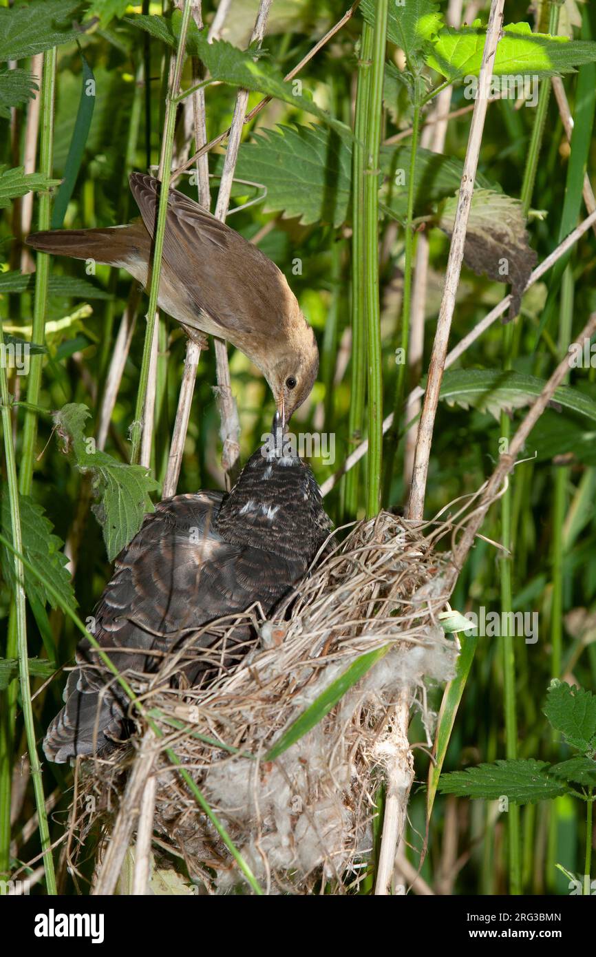 Marsh Warbler (Acrocephalus palustris) feeding chick of Common Cuckoo ...