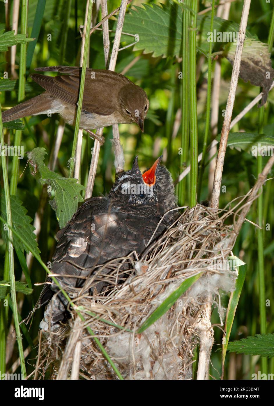 Marsh Warbler (Acrocephalus palustris) feeding chick of Common Cuckoo ...