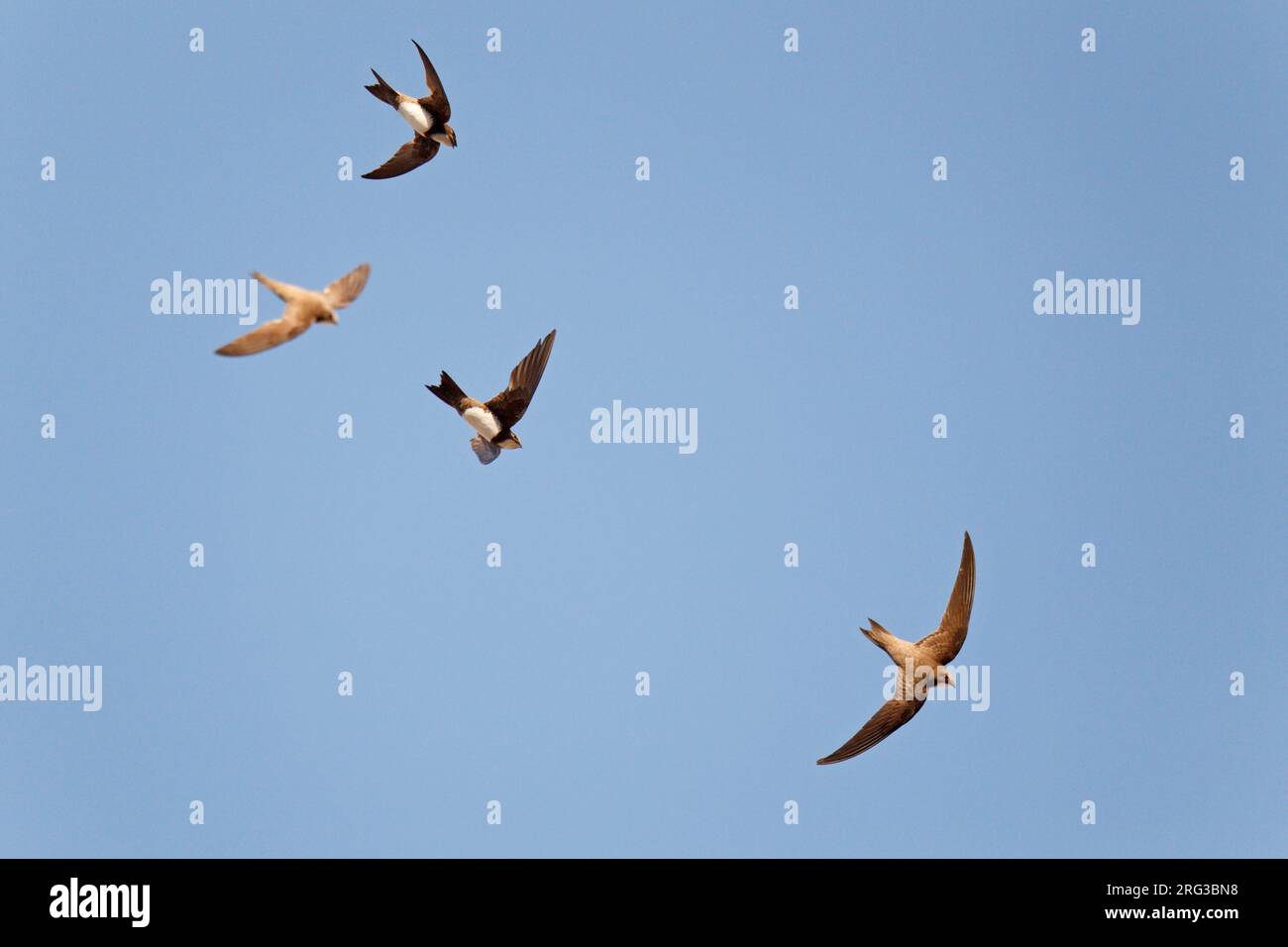 Alpine Swift (Apus melba) in flight in Germany Stock Photo - Alamy